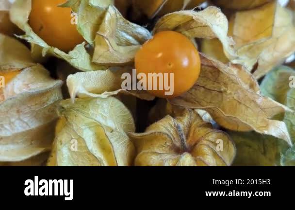 Ripe yellow physalis fruit berries or Physalis peruviana , edible ...