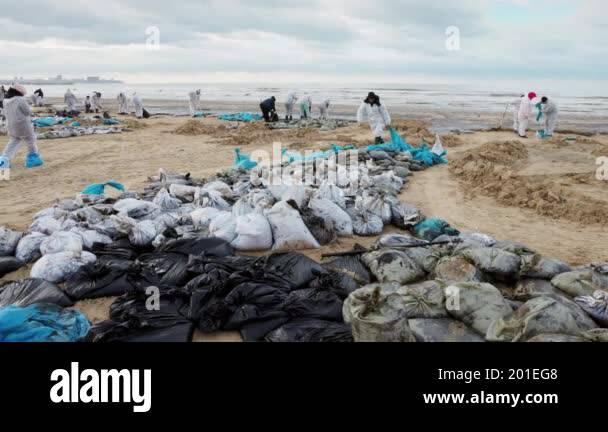 December 19, 2024. Anapa, Russia. Volunteers cleaning the ocean ...