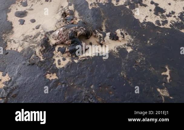 Oil in ocean coastline after a tanker wreck. Oil fuel polluted and ...