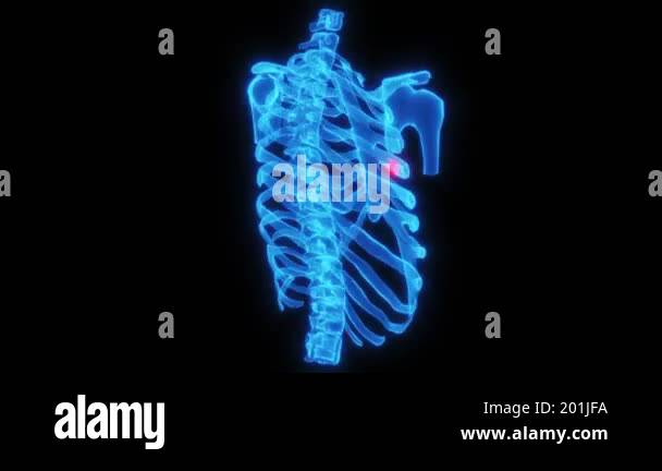 Pulsating dull pain in the ribs skeletal rotate endless 4k Stock Video ...