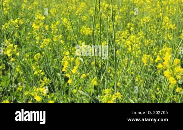 Yellow mustard flowers. Field of mustard, raw materials for oil and ...
