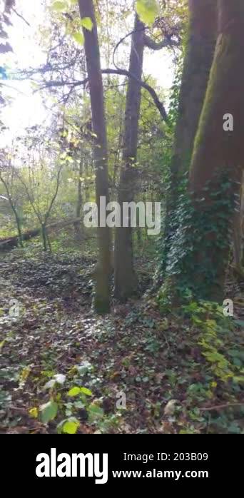 A tranquil and peaceful view of the woodland, featuring tall majestic ...