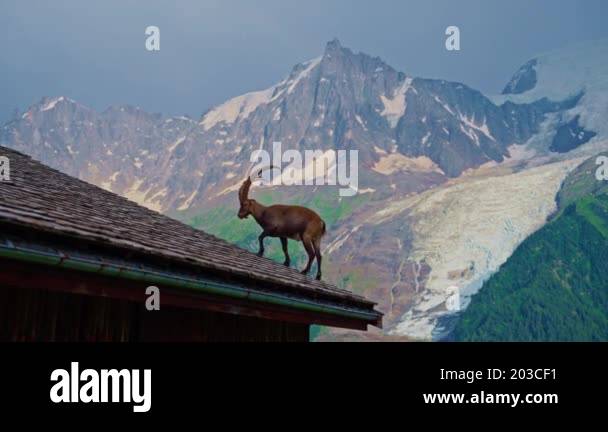Chamonix ibex animal goat Stock Videos & Footage - HD and 4K Video ...