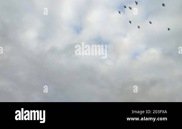 A small flock of black birds flies into the frame from the top right ...