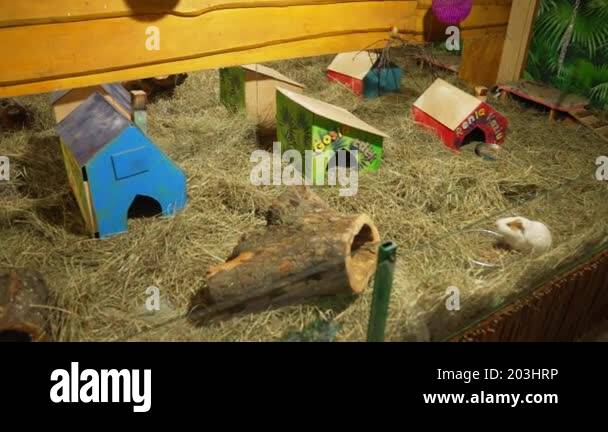 wide view of the guinea pigs environment in the zoo, tiny houses ...