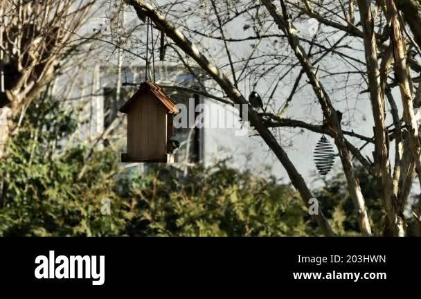 Wooden bird feeder.Feeding birds in the cold season. Titmouse pecks ...