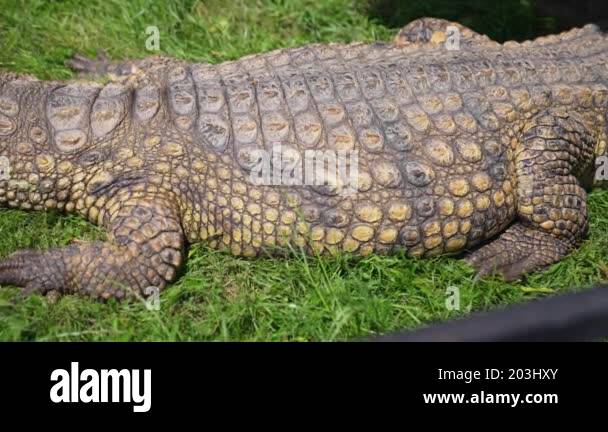 Crocodile relaxing on the sun in zoo, natural habitat. High quality 4k ...