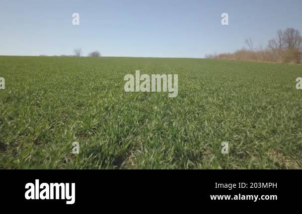 A field sown with wheat sprouting from green springs. Farm fields ...