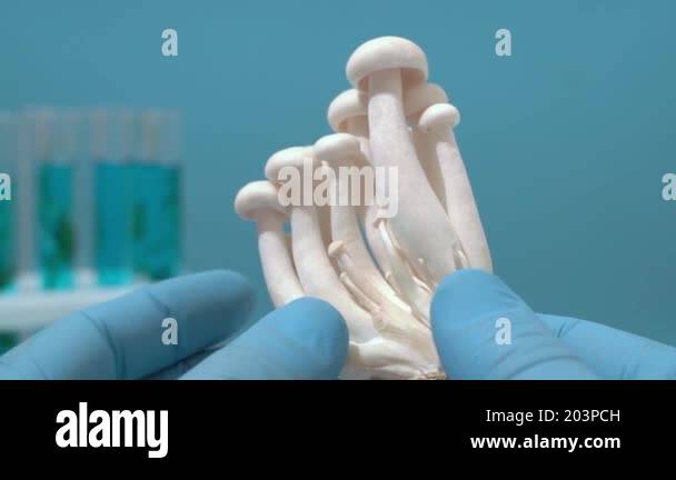 Science of mushroom research. Working with mushrooms and ...