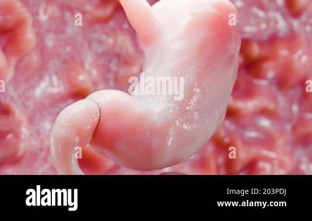 Digestive human stomach anatomy digestion Stock Videos & Footage - HD ...