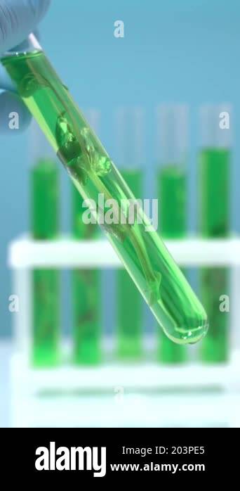 Biotechnology lab. Plant sprout in a test tube. Scientific laboratory ...