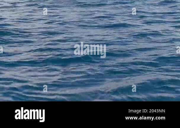 Dolphins can be seen swimming alongside the boat in the Lovina, Bali ...