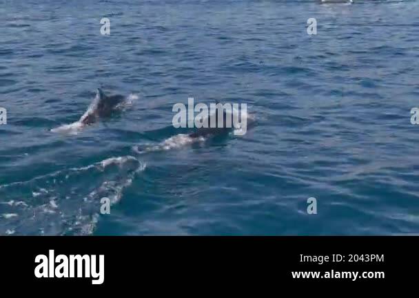 Dolphins can be seen swimming alongside the boat in the Lovina, Bali ...