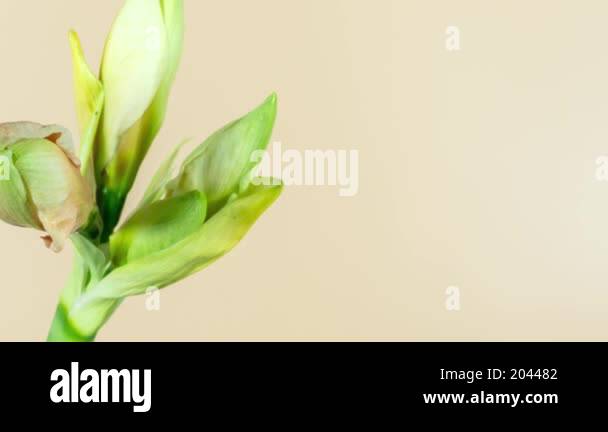 Timelapse of Amaryllis growing, opening and rotating on orange ...
