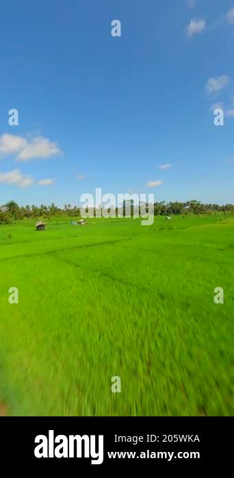 Dynamic FPV flight over beautiful green rice fields in Bali, Indonesia ...