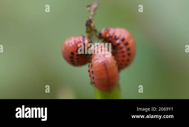 Close-up of orange Colorado potato beetle larvae with black spots ...