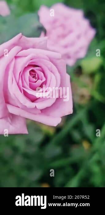 A close-up of vibrant pink roses in full bloom surrounded by greenery ...