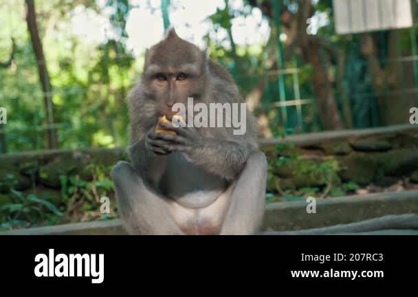 Long-tailed Macaque Primates Grooming In Their Sanctuary In Sacred ...
