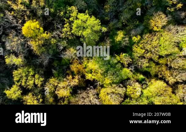 Top Down View Of Dense Autumn Forest In Bordeaux Vineyard, France ...