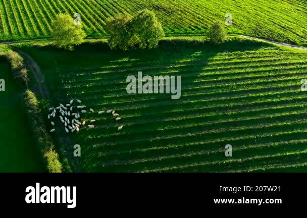 Aerial view Domestic sheeps grazing in the Bordeaux vineyards at sunrise, France, High quality ...