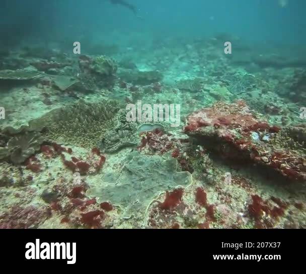 There is a stunning view of a vibrant coral reef teeming with diverse ...