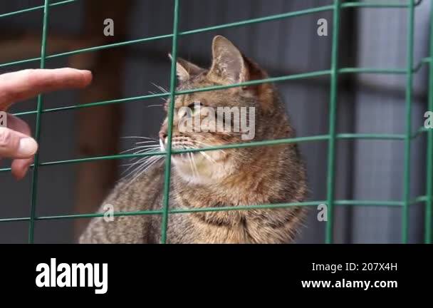 Stray cat in an animal shelter.Cat in shelter waiting for adoption ...