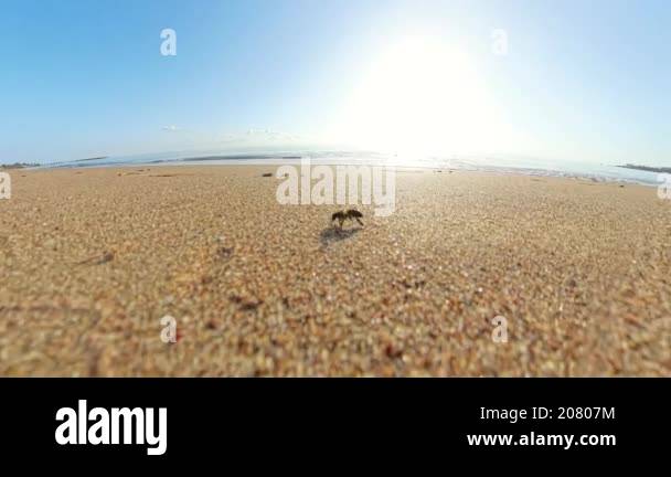 A low-angle shot of a hand gently touching a small bee on sandy beach ...