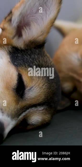 Cozy Nap, Corgi Dog Sleeping Comfortably on House Floor. Yoga with ...