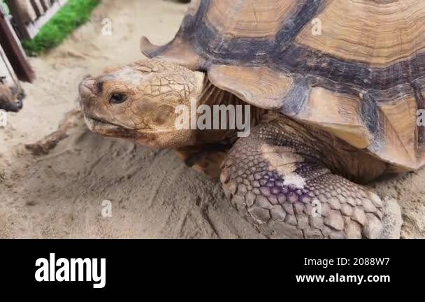 Large brown sea turtle in its natural habitat Stock Video Footage - Alamy