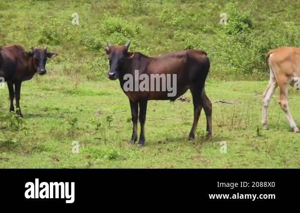Beautiful cows live together at the rural farm Stock Video Footage - Alamy