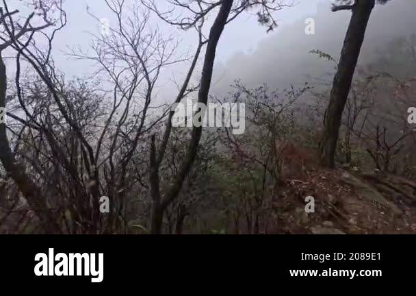 A quiet morning in a forest as dense fog envelops tall trees and surrounding vegetation. The ...