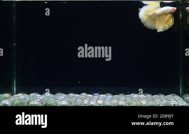 Betta fish Fancy Gold Mustard Halfmoon long tail, short tail from Thailand, Siamese fighting ...