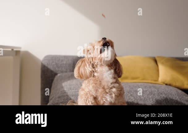 Training session with a cute maltipoo dog standing on its hind paws ...