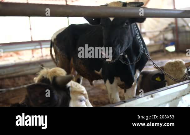 A detailed closeup view of cows living in a barn, beautifully ...