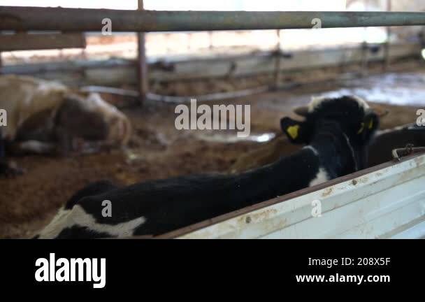 A tranquil view of cattle resting in a rustic barn, highlighting a ...