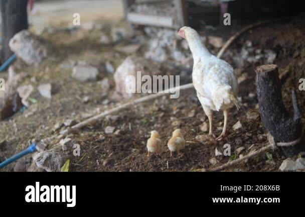 A mother hen, along with her two adorable chicks, is exploring their ...