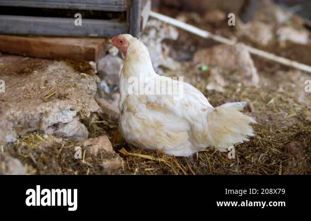 A serene and picturesque image of a white chicken in a rustic farm ...