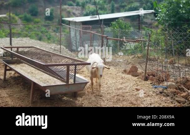 A goat is happily exploring a rustic farm pasture featuring an ...