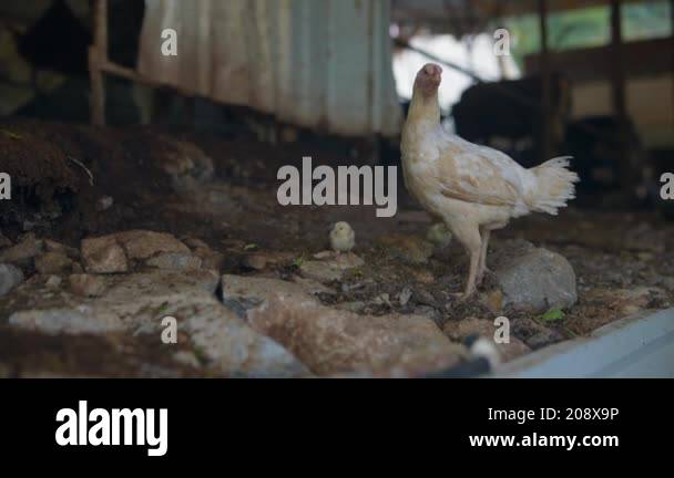 A charming white chicken wandering about in a serene rustic farm ...