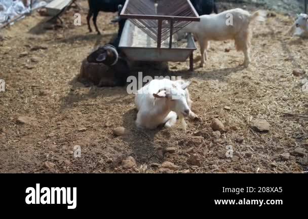 Animal welfare barn Stock Videos & Footage - HD and 4K Video Clips - Alamy