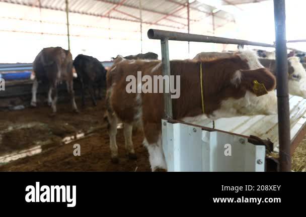 A large group of healthy cows is residing in a clean, spacious, and ...