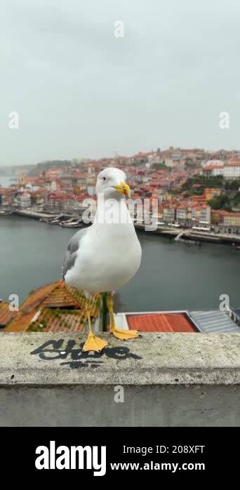 A seagull stands proudly posing against the stunning backdrop of Portos ...