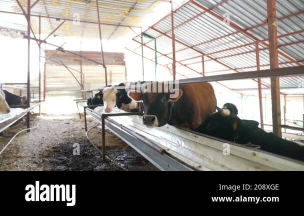 Clean practices Stock Videos & Footage - HD and 4K Video Clips - Alamy