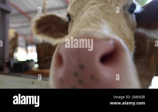 This is a detailed and closeup view of a cows face, showcasing its ...