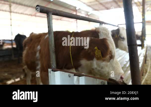 Serving a cow Stock Videos & Footage - HD and 4K Video Clips - Alamy