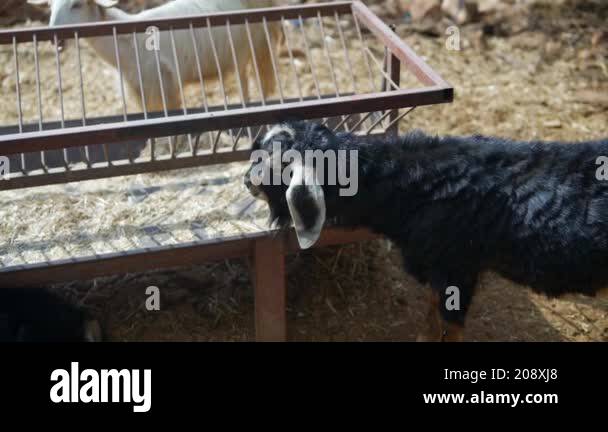 A black goat is eating from a feeding trough, while a white goat can be ...