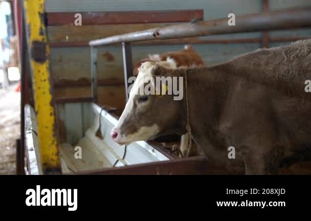 A serene and peaceful cow quietly resting inside a cozy barn ...