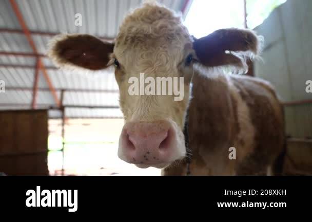 A very curious dairy cow was captured in a quaint barn, showcasing its ...