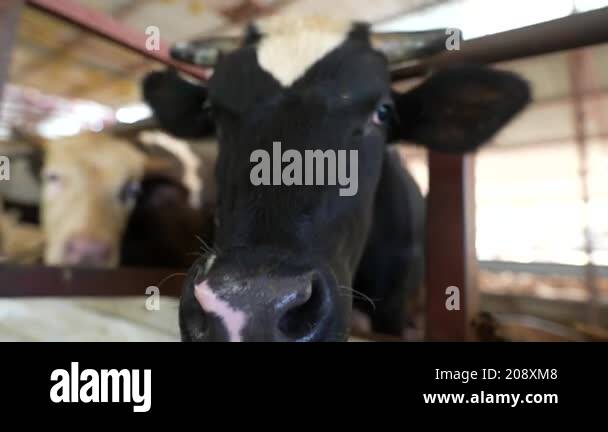 This provides an intimate view of cows inside a barn, beautifully ...