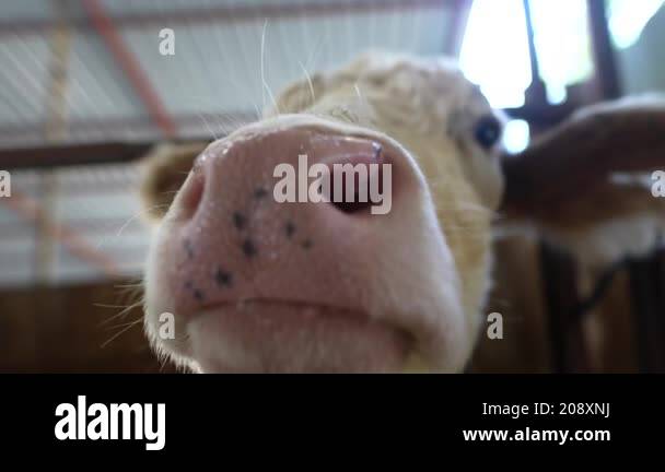 Brow cow Stock Videos & Footage - HD and 4K Video Clips - Alamy